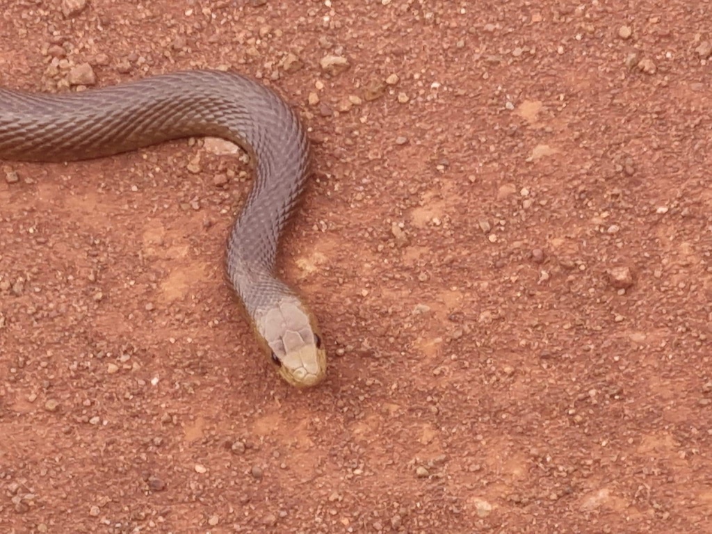 Western Desert Taipan (Oxyuranus temporalis) - Snakes and Lizards