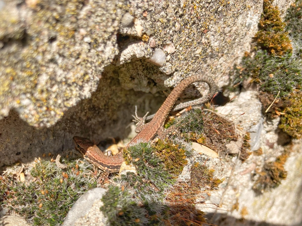 Common Wall Lizard from Geo-Naturpark Bergstraße-Odenwald, Bensheim ...