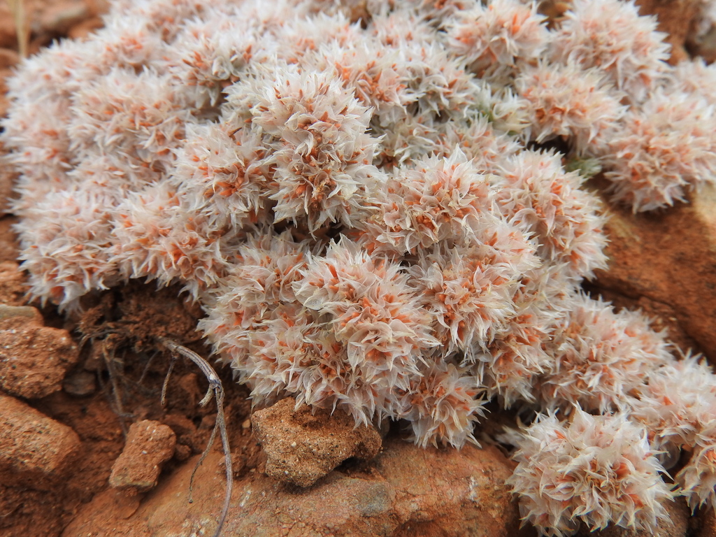Large-flowered Nailwort (Paronychia macrosepala) - Botanical Realm