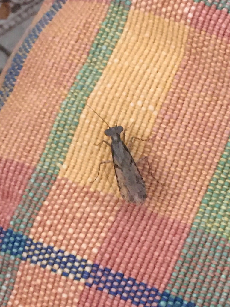 Amorphoscelis annulicornis in March 2021 by Shreyas K. Seemed like a ...