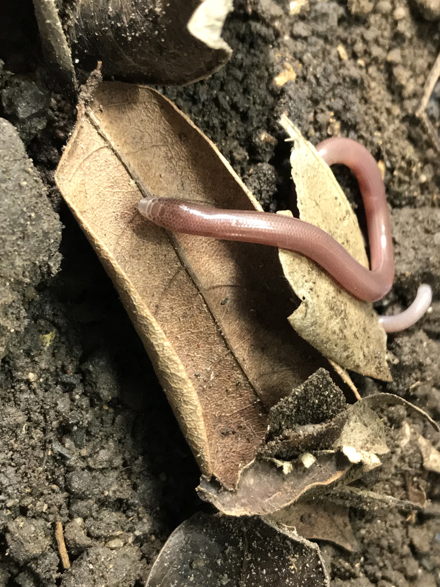 Dibamus Duméril & Bibron, 1839-01