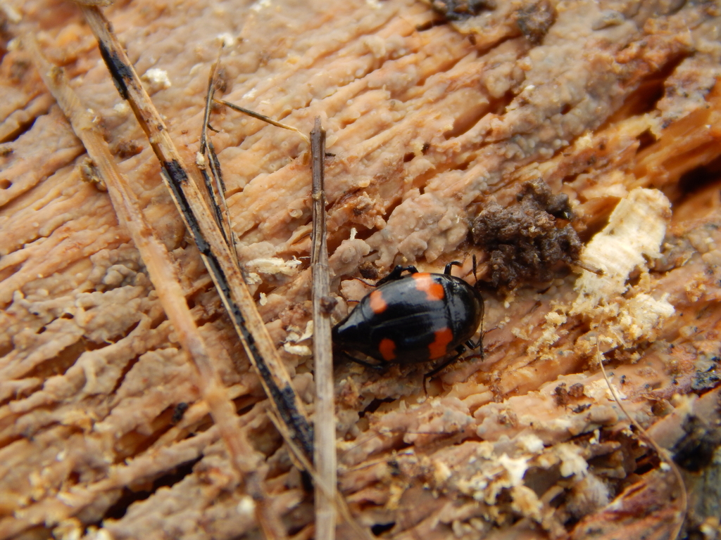 Orange-spotted Scaphidium from Nentershausen, Deutschland on September ...