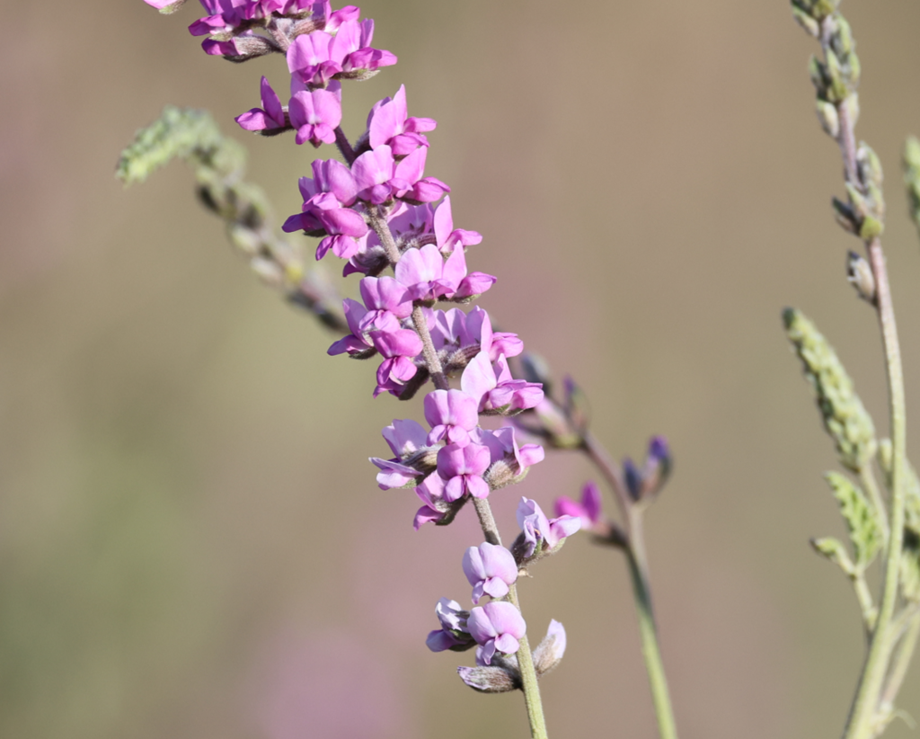 native scurf-pea from Mulgaria SA 5731, Australia on September 17, 2022 ...
