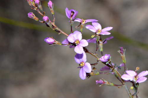fountain triggerplant (Stylidium maitlandianum) · iNaturalist