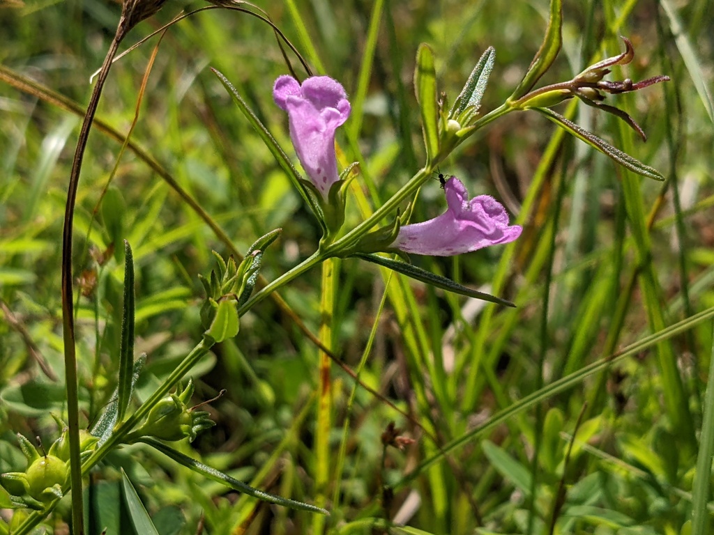 Nova Scotia False Foxglove from Clare, NS B0W, Canada on August 15 ...