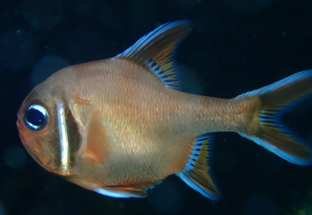 Southern Roughy (Trachichthys australis) - Marine Life Identification