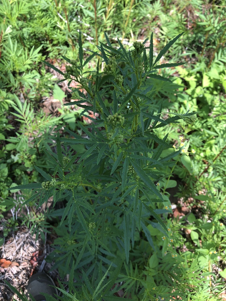 wild marigold in September 2022 by rbordonaro · iNaturalist