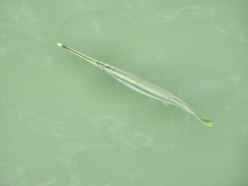 Northern River Garfish (Zenarchopterus buffonis) - Marine Life ...