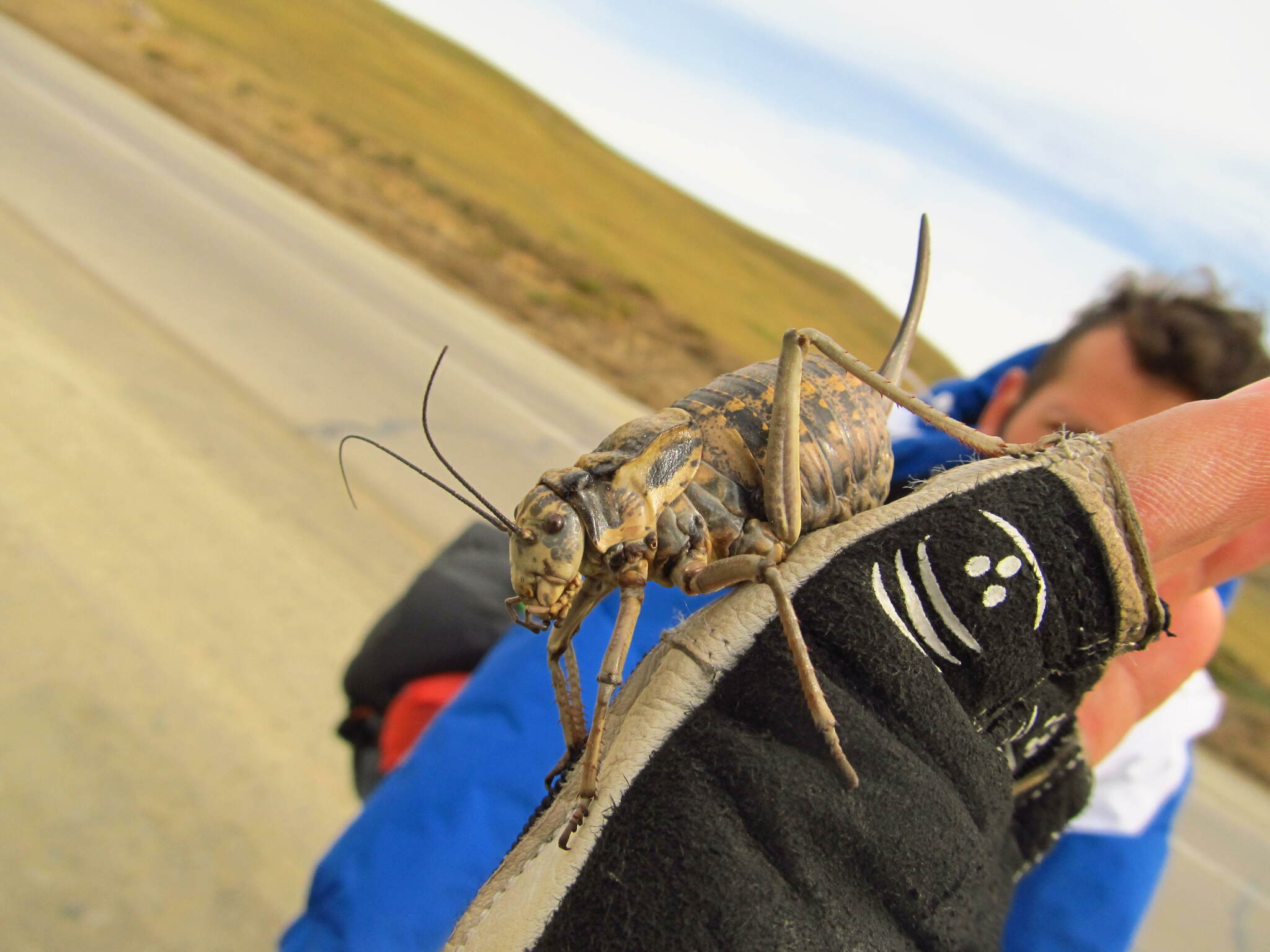 Deracantha Fischer von Waldheim, 1833