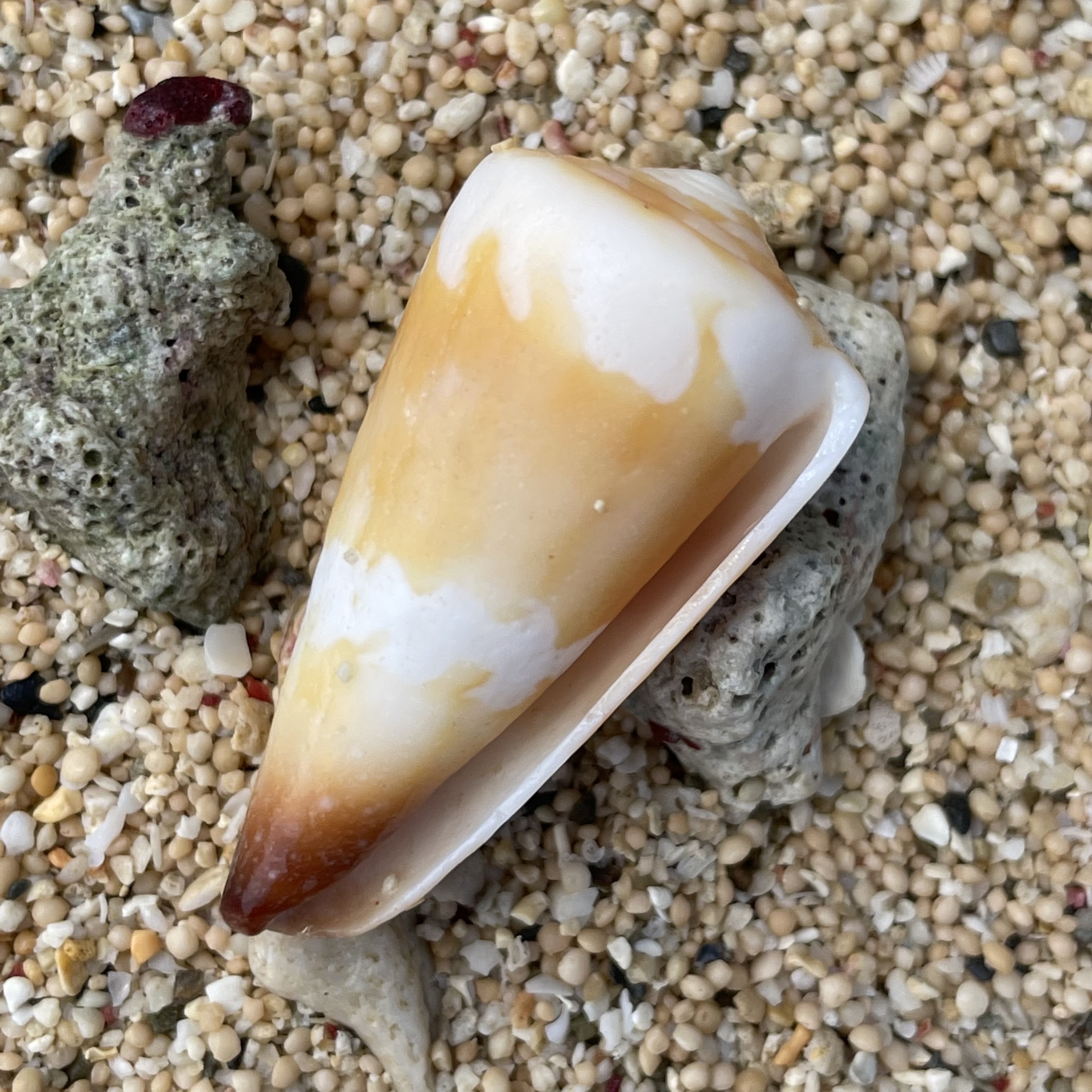 Conus litoglyphus Hwass, 1792