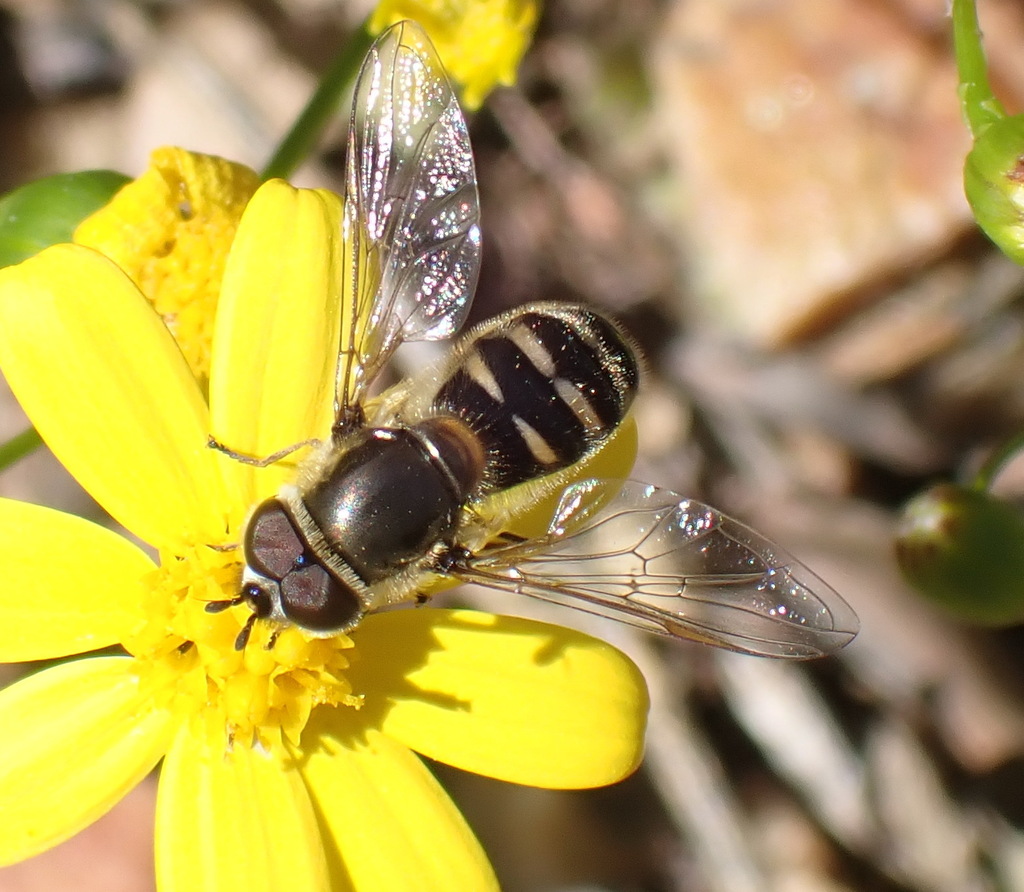 Betasyrphus from Uitspan, Baviaanskloof, Western District, South Africa ...