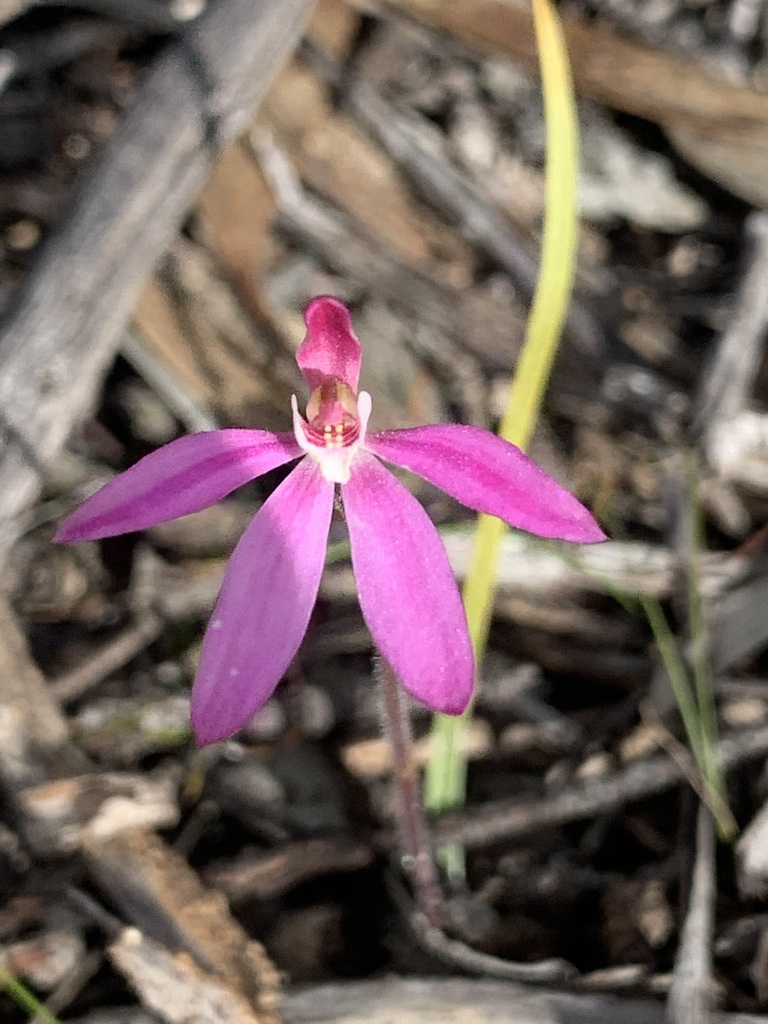 Pink Lady Fingers from Kulliparu Conservation Park, Mount Damper, SA ...