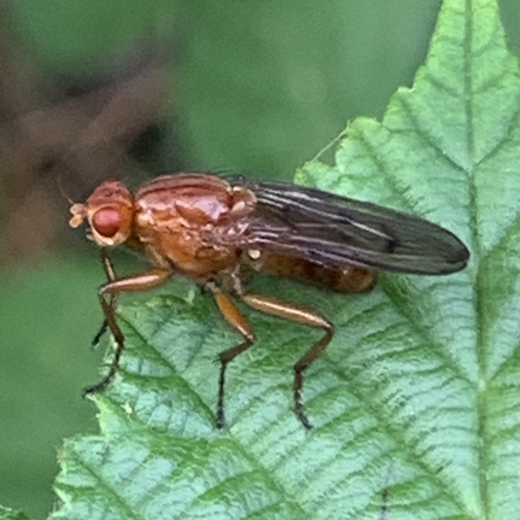 Dryomyza anilis from Åparken, Lunderskov, Region Syddanmark, DK on ...