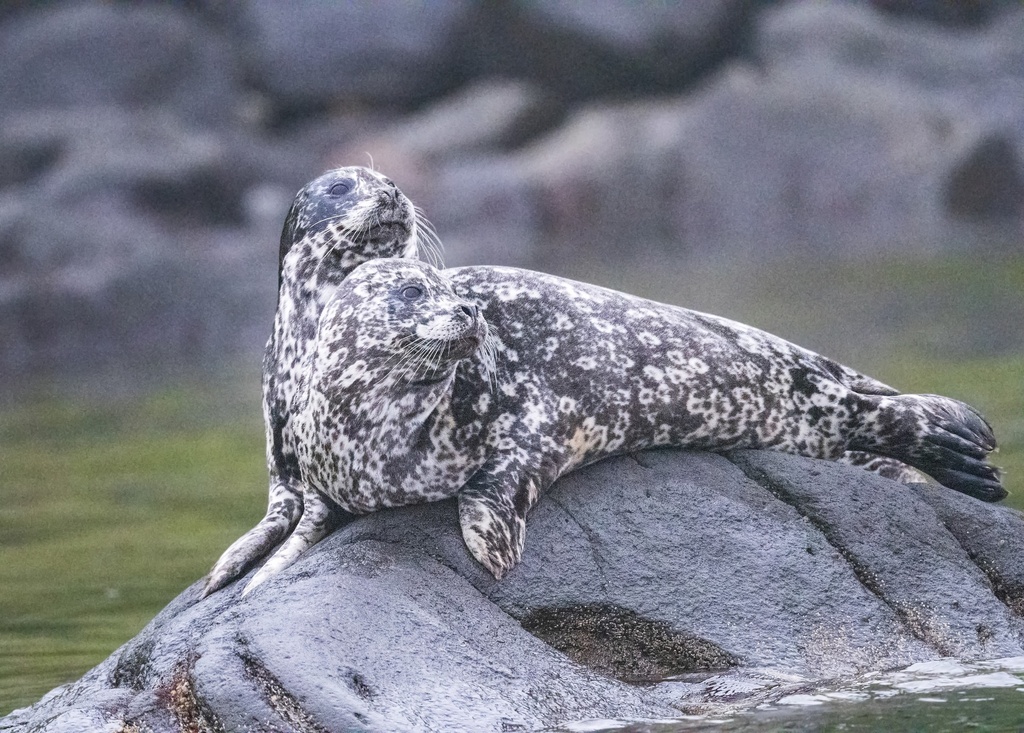 Pacific Harbor Seal (Southern California) · iNaturalist