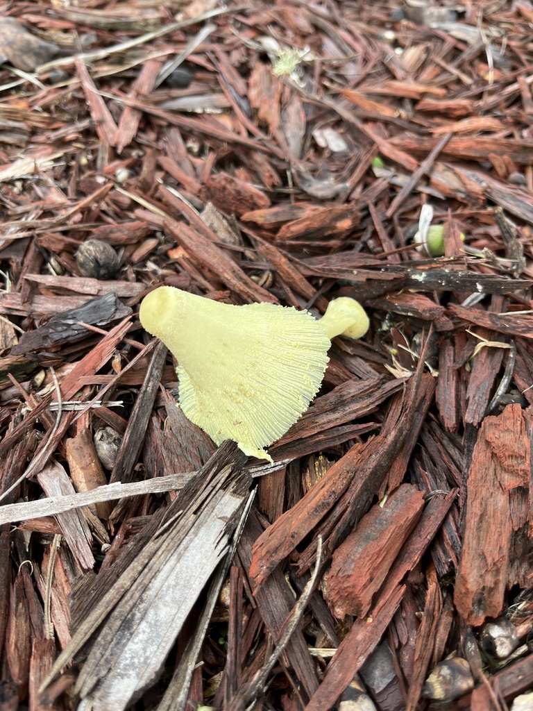 flowerpot parasol in September 2022 by Logan Borosch · iNaturalist