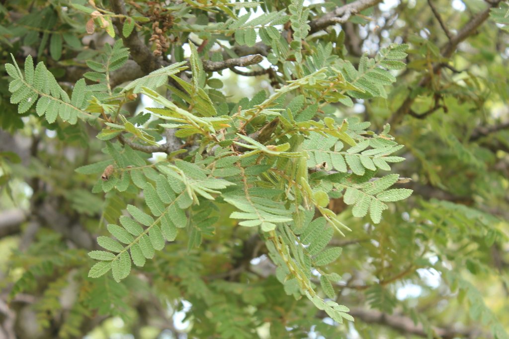 Bursera copallifera from Cajones, Mor., México on August 6, 2018 at 12: ...
