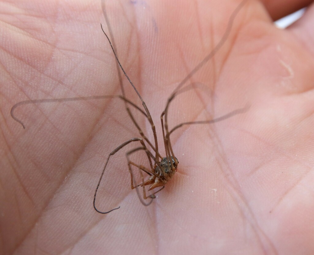 European Harvestman from Trischen, Friedrichskoog, Deutschland on ...