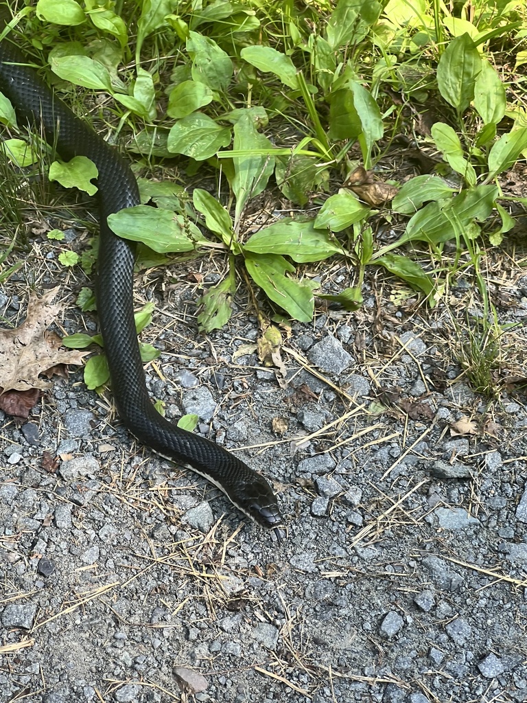 Eastern Ratsnake from Middleburg, VA, US on September 18, 2022 at 02:31 ...