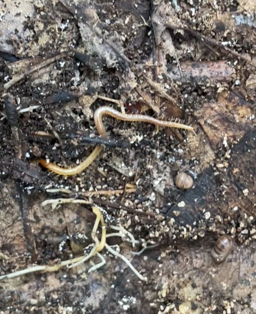 Soil Centipedes from Ocmulgee Mounds National Historical Park, Macon ...