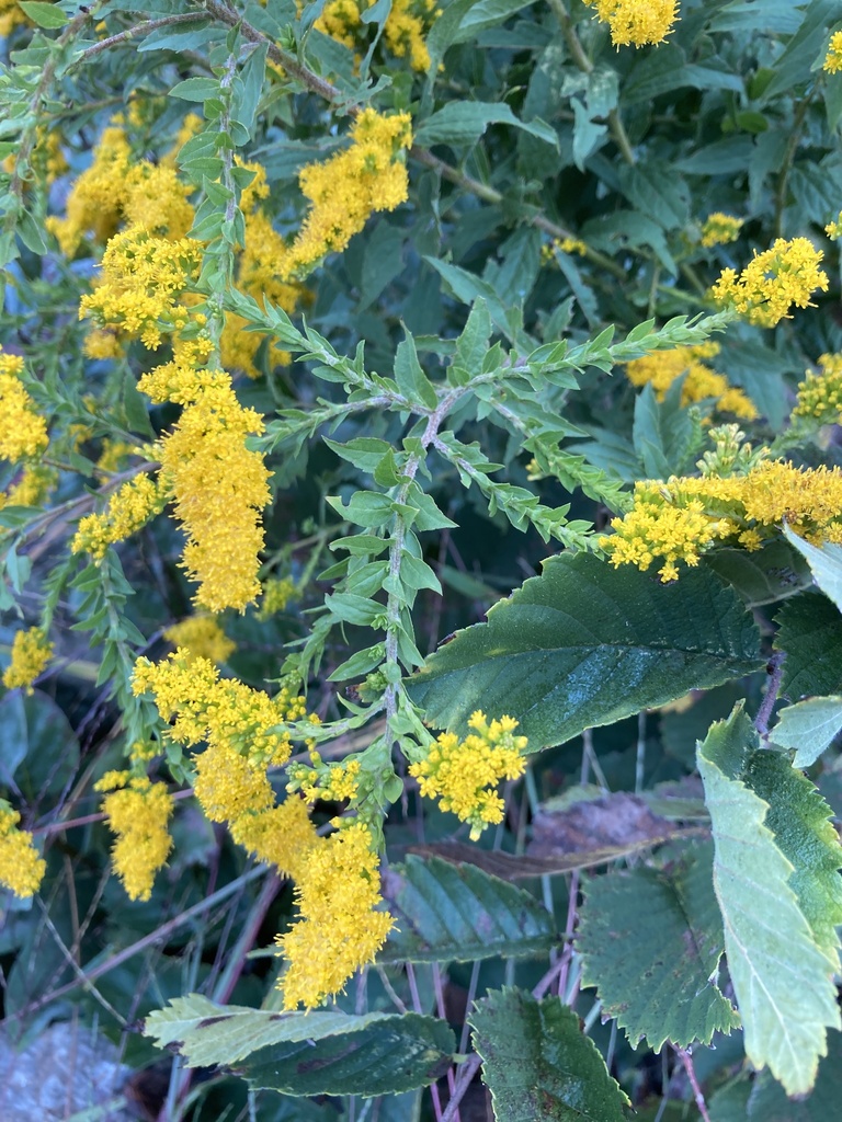 common wrinkle-leaved goldenrod from Mill Pond Rd, Nottingham, NH, US ...