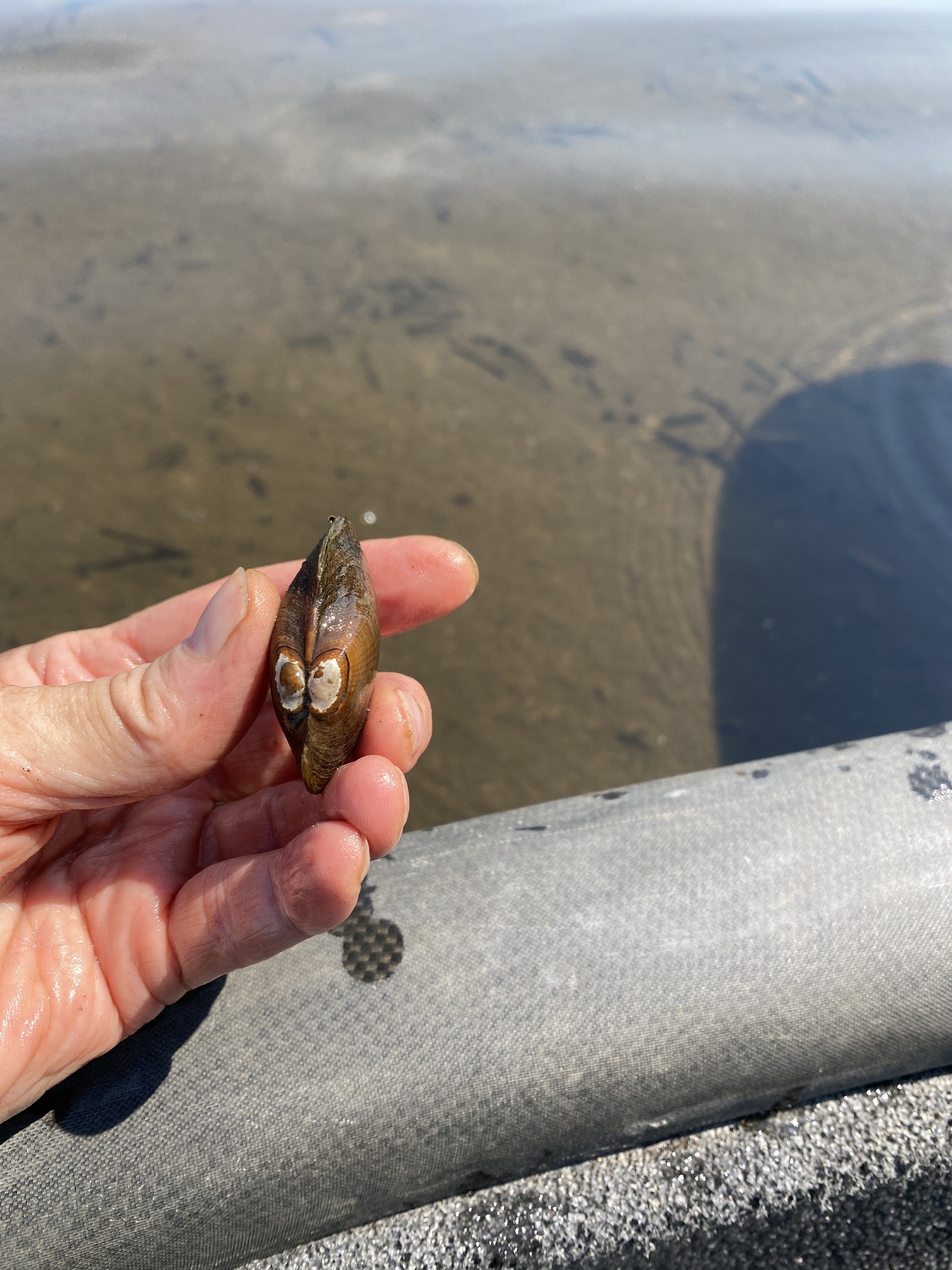 Lampsilis radiata (Gmelin, 1791)