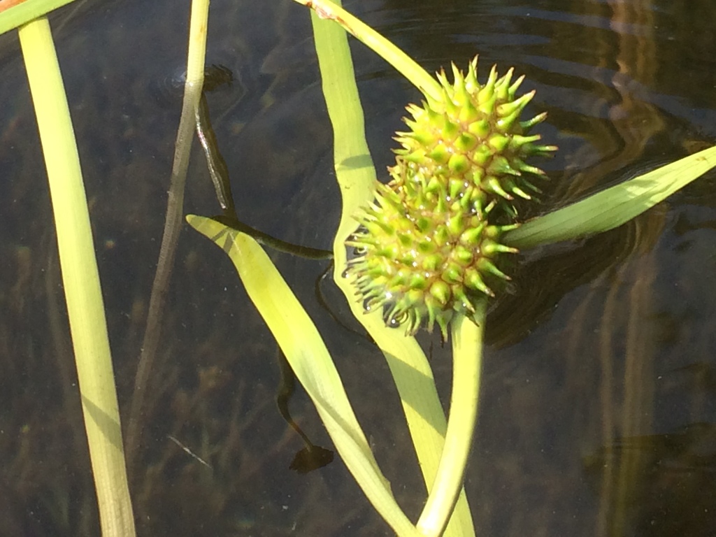 Floating Bur-reed (Sparganium fluctuans) - Botanical Realm