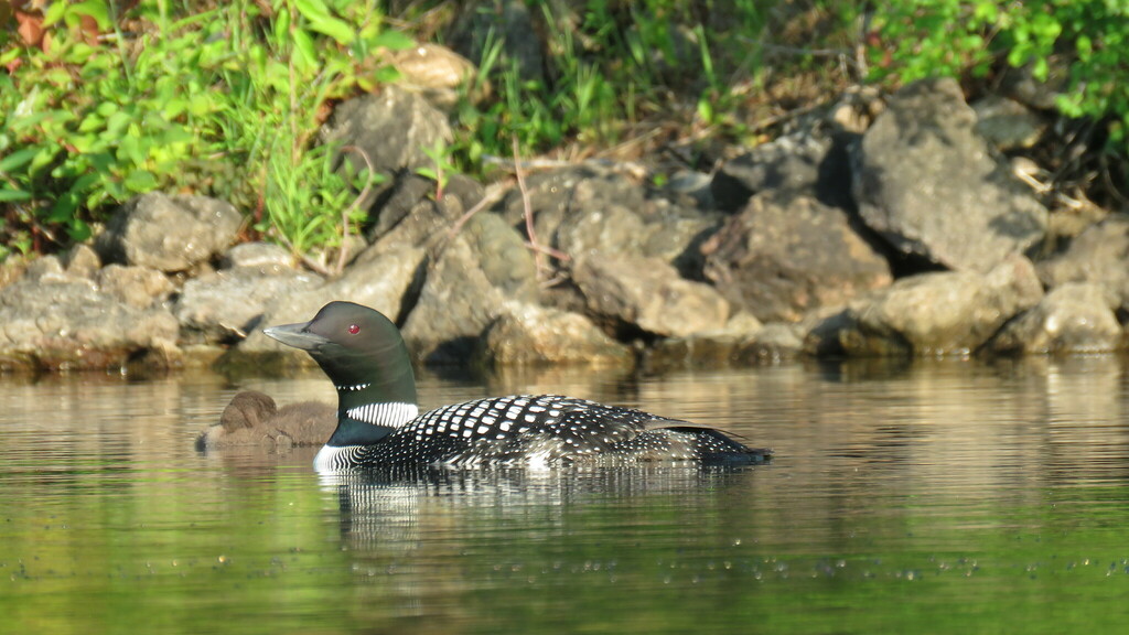 Common Loon from Lanark County, ON, Canada on July 13, 2022 at 07:15 AM ...