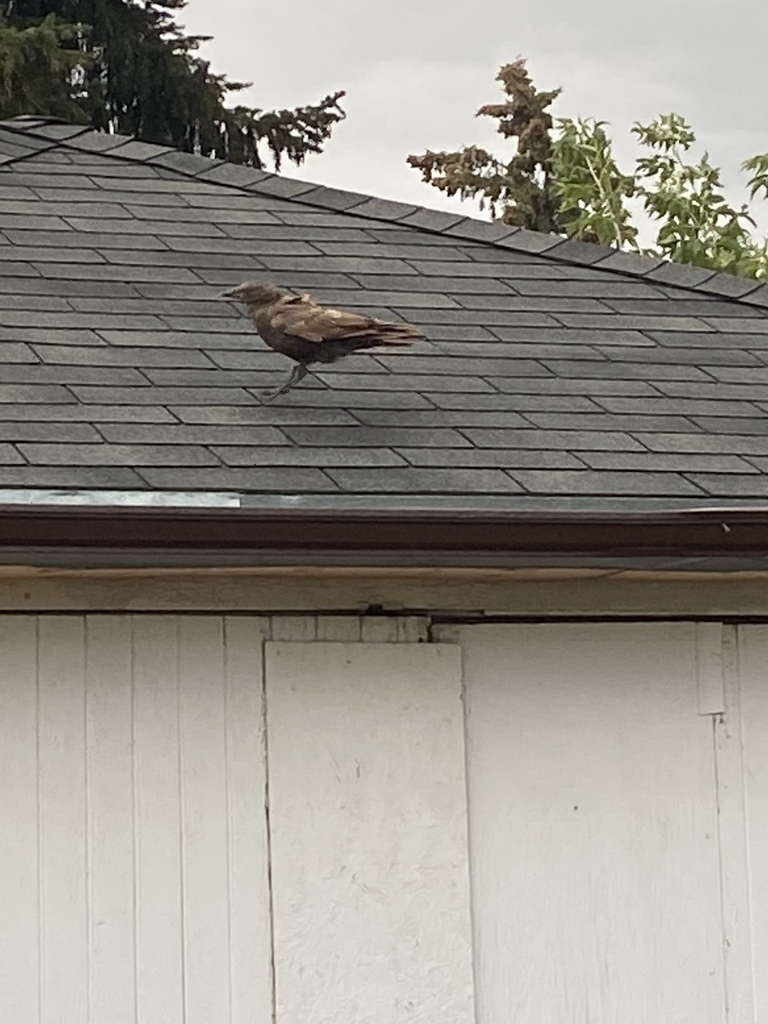 American Crow from 18th Ave NE, Calgary, AB, CA on September 19, 2022 ...