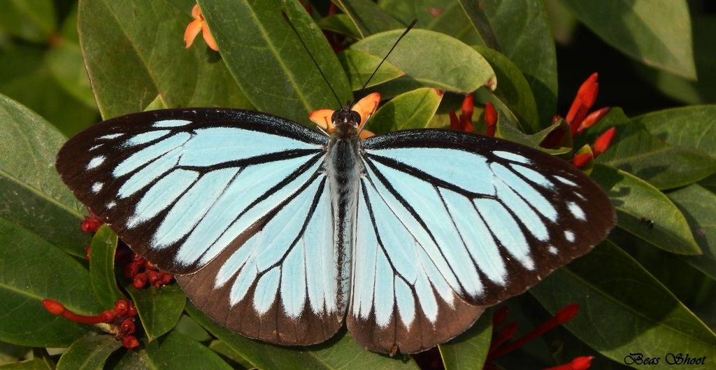 Indian Wanderer (Butterflies of SGNP-Nagla block) · iNaturalist