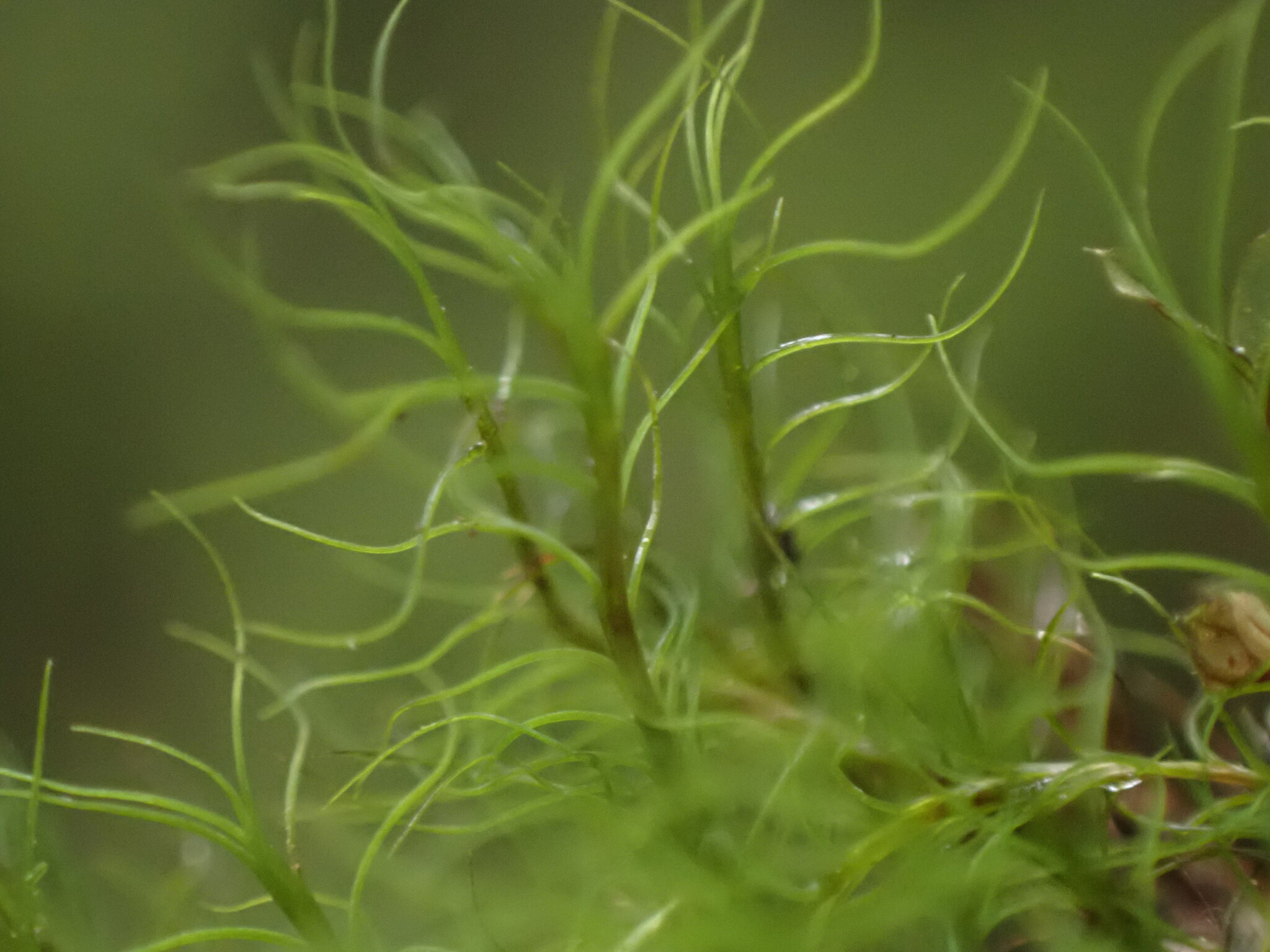 Distichium Bruch & Schimp.