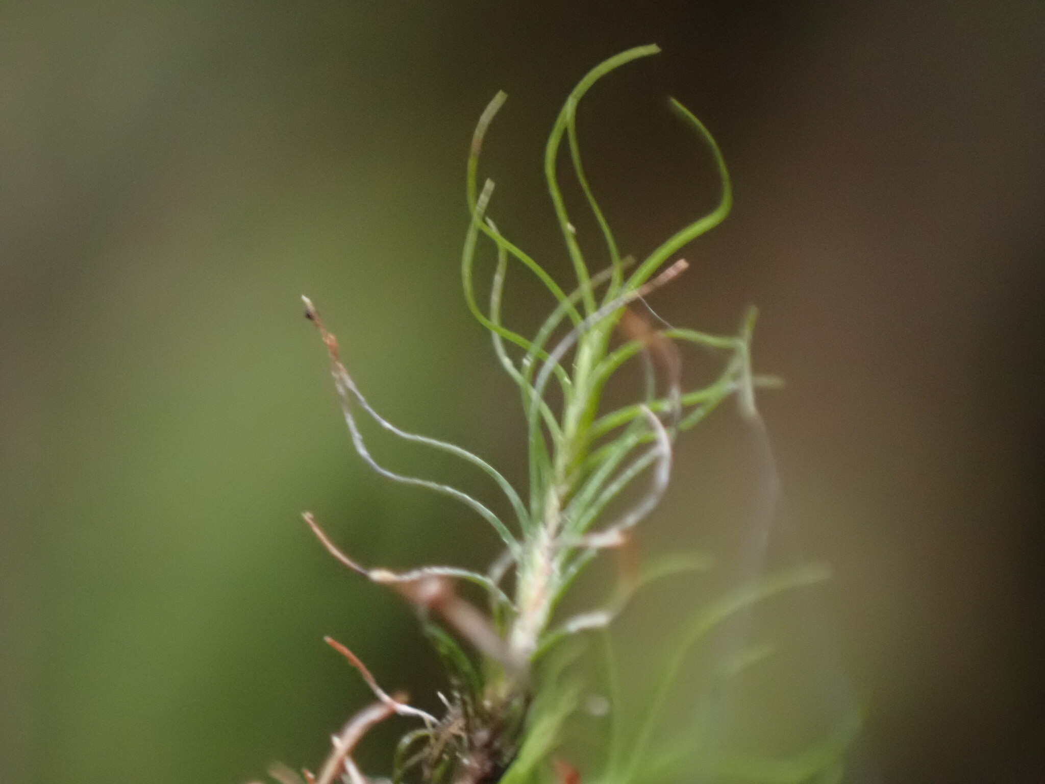 Distichium Bruch & Schimp.