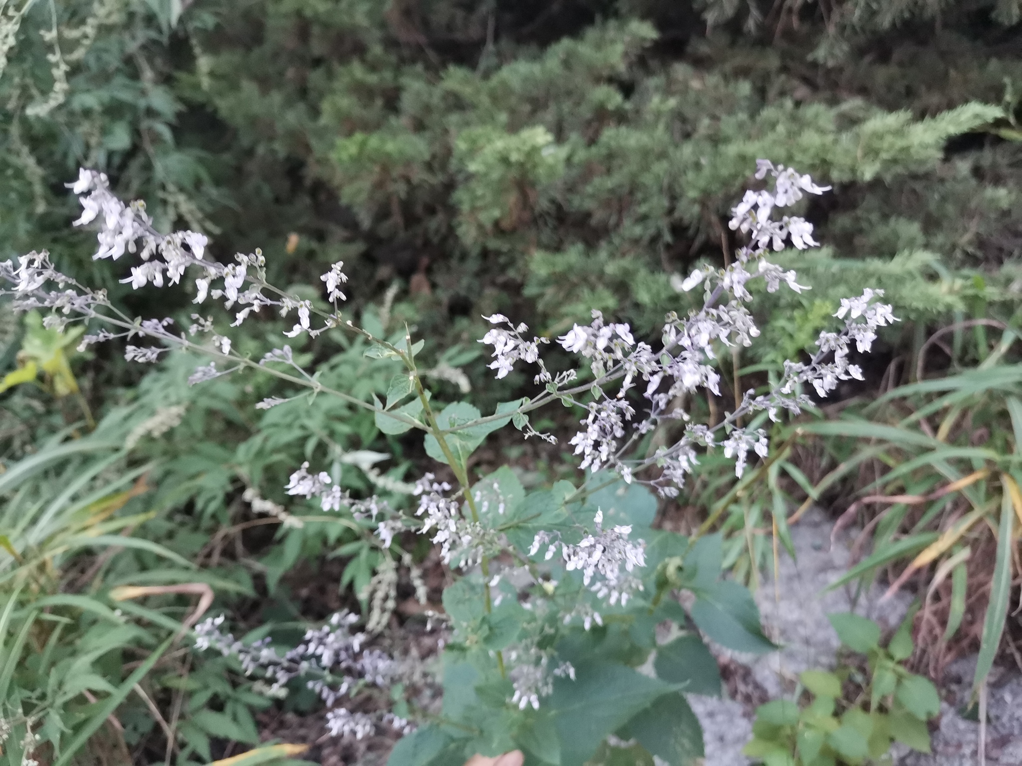 Isodon japonicus (Burm.f.) H.Hara