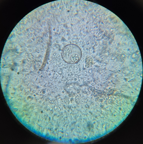 Isospora amphiboluri · iNaturalist