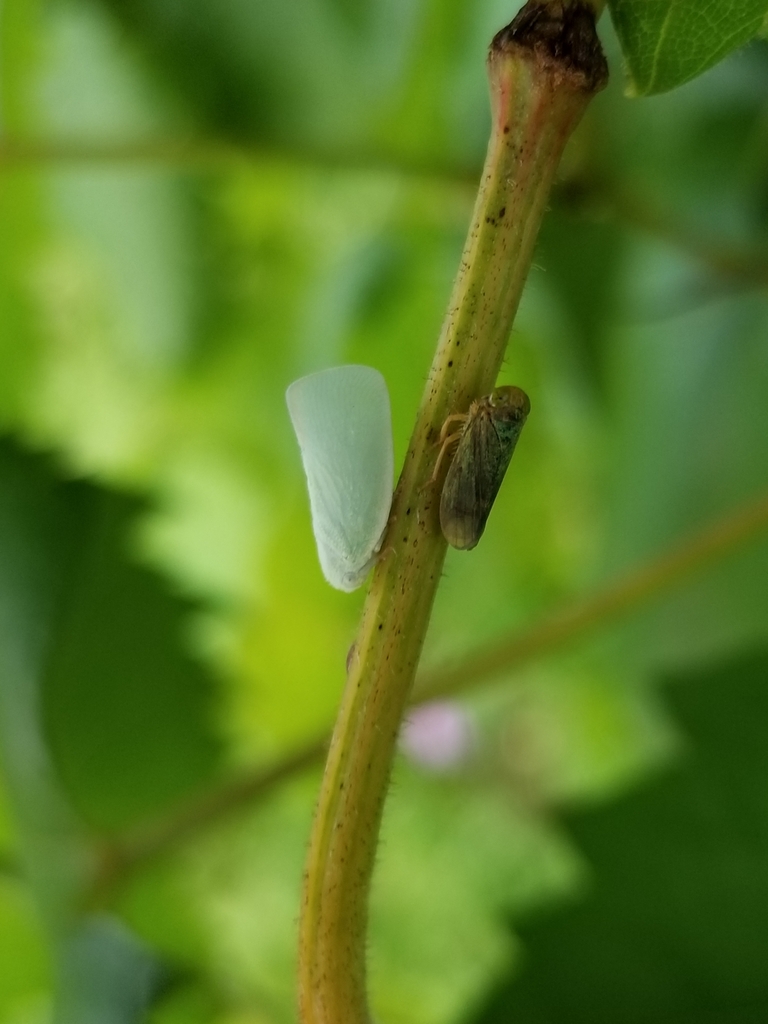 Coppery Leafhopper from Van Gurpin Ln, West Coxsackie, NY, US on August ...