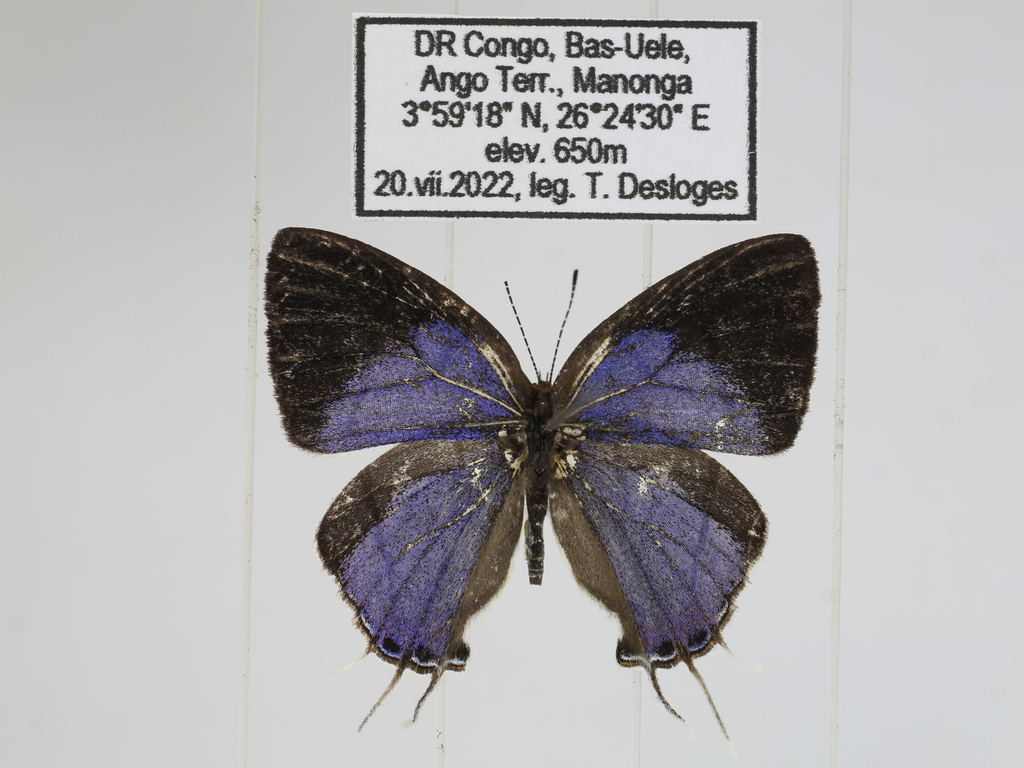 Syrmoptera mixtura from Manonga, Bas-Uele on July 20, 2022 by Thomas ...