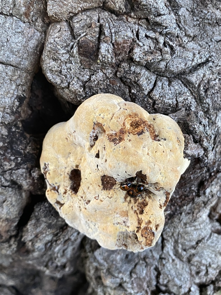 oak bracket from Randol Mill Park, Arlington, TX, US on September 19 ...