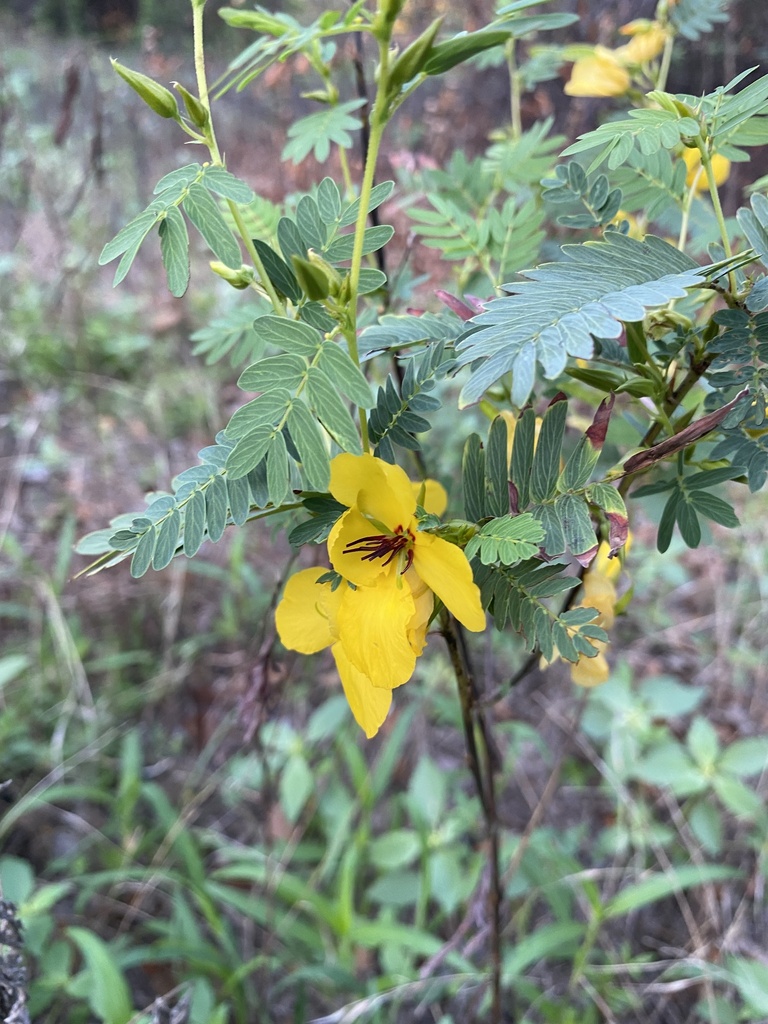 partridge pea from Randol Mill Park, Arlington, TX, US on September 19 ...