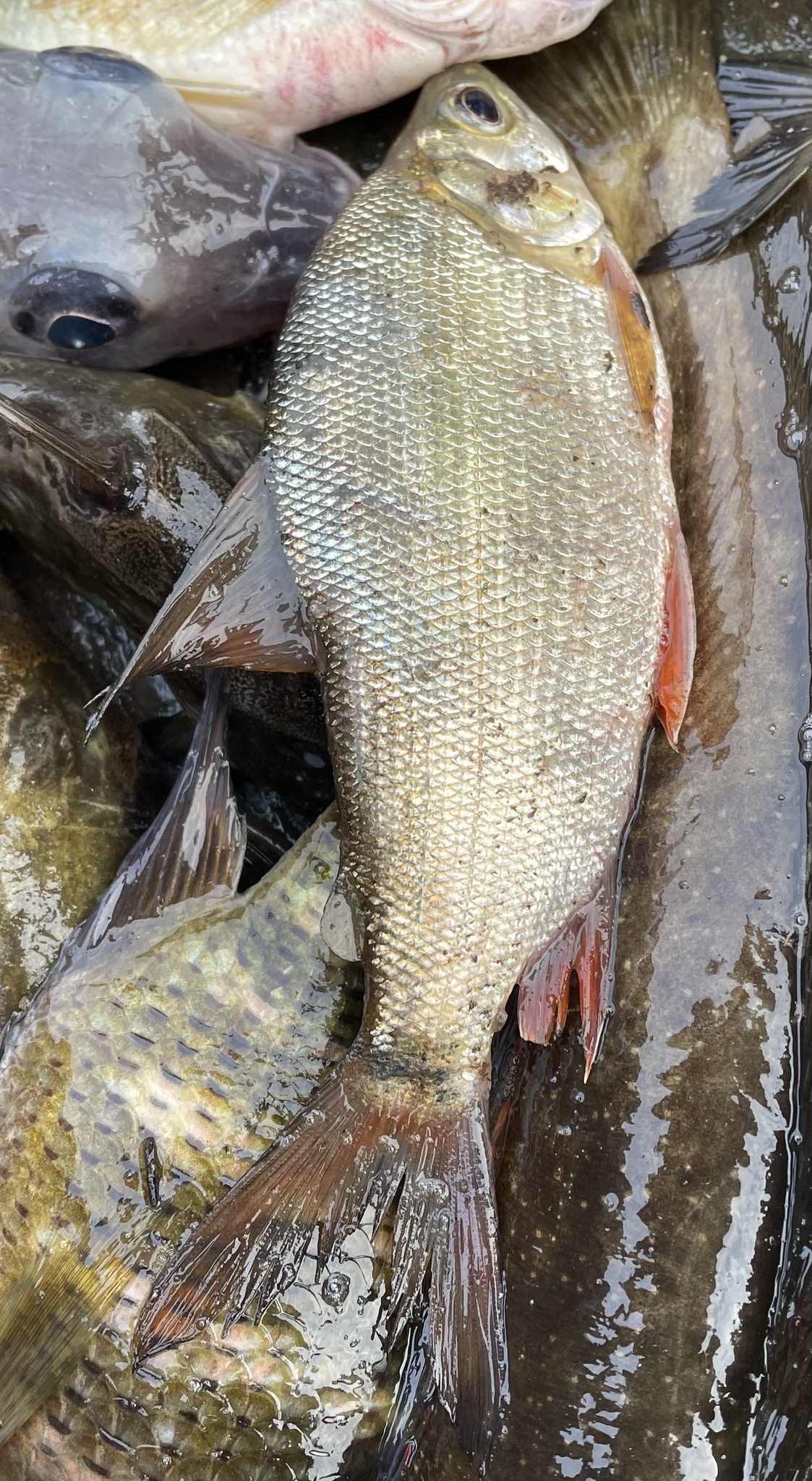 Distichodus notospilus Günther, 1867