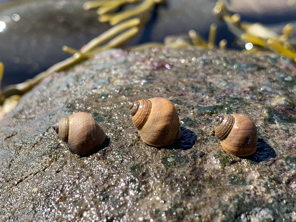 Rough Periwinkle from Bay of Fundy, Kings, NS, CA on September 19, 2022 ...