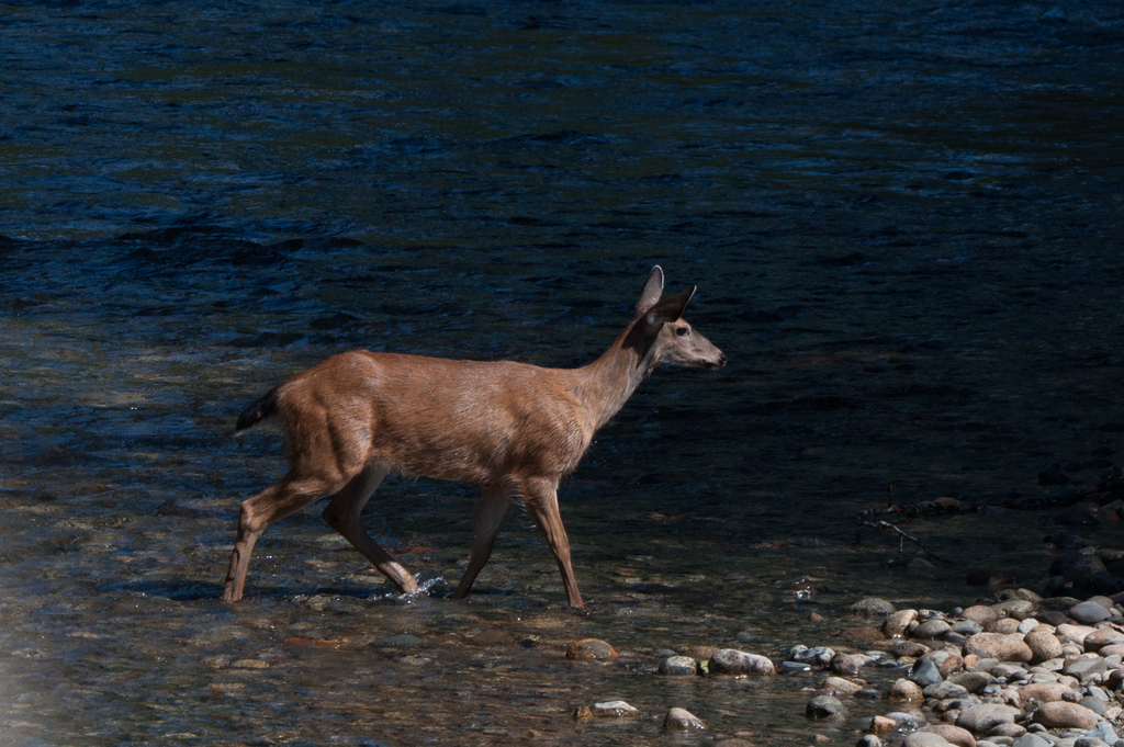 Columbian Black-tailed Deer from Strathcona, BC, Canada on August 30 ...