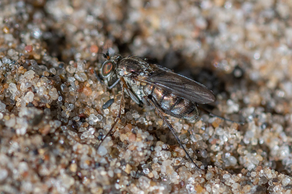 Tachytrechus notatus from Слободской р-н, Кировская обл., Россия on ...