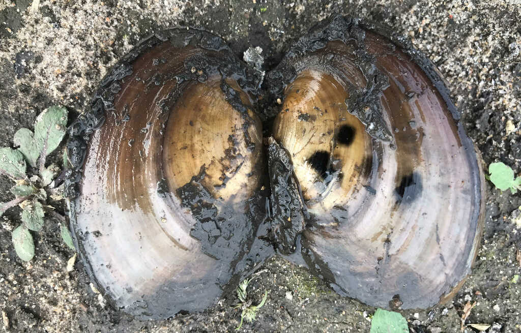 Pink Papershell from Johnson County, IA, USA on October 15, 2021 at 02: ...