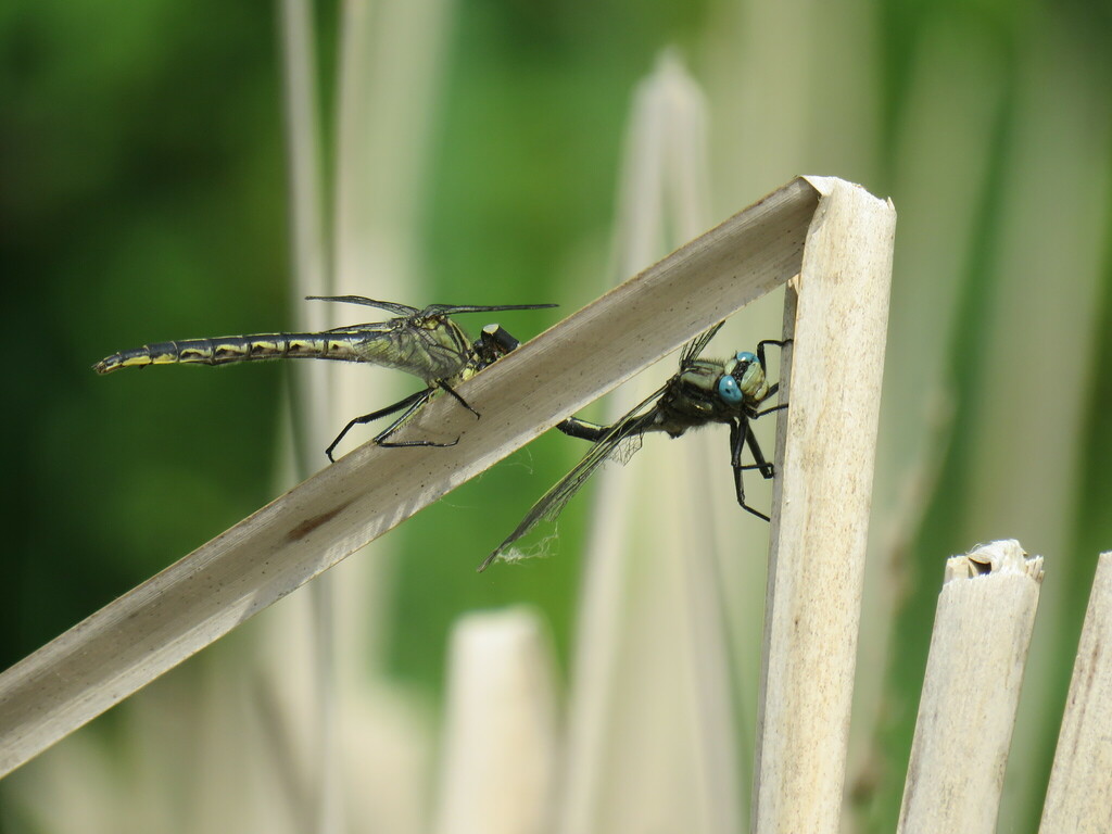 Horned Clubtail from Lanark County, ON, Canada on June 6, 2021 at 09:17 ...
