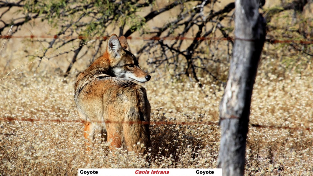 Coyote desde Kilómetro 47, Sonora, Mexico el 19 de diciembre de 2012 a ...