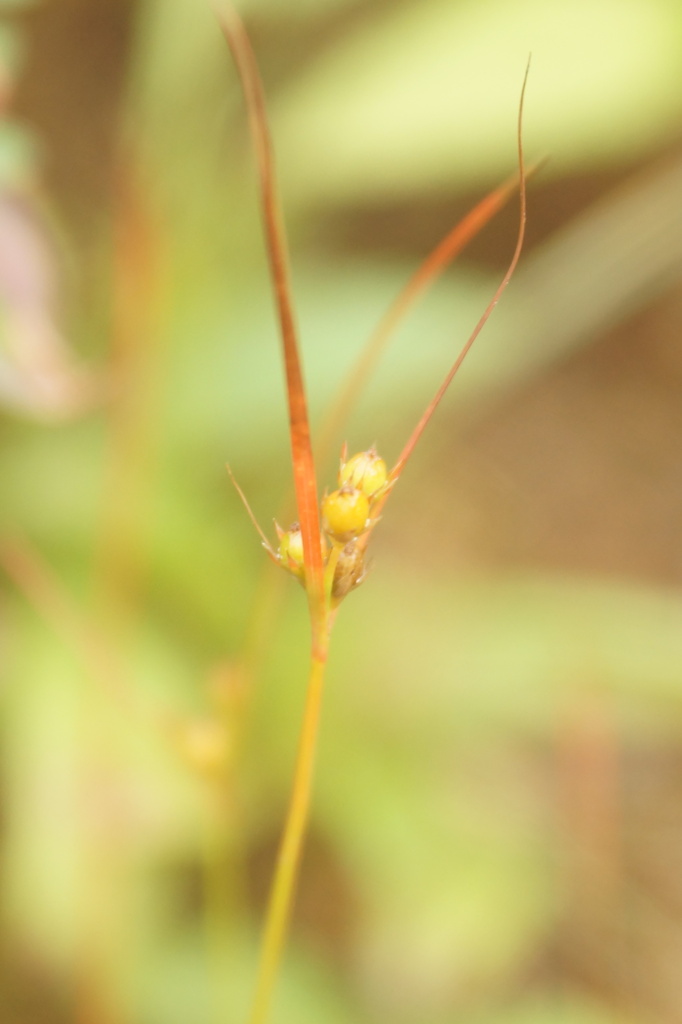 Slender Path Rush from Minsk, BY-MI, BY on September 19, 2022 at 03:15 ...