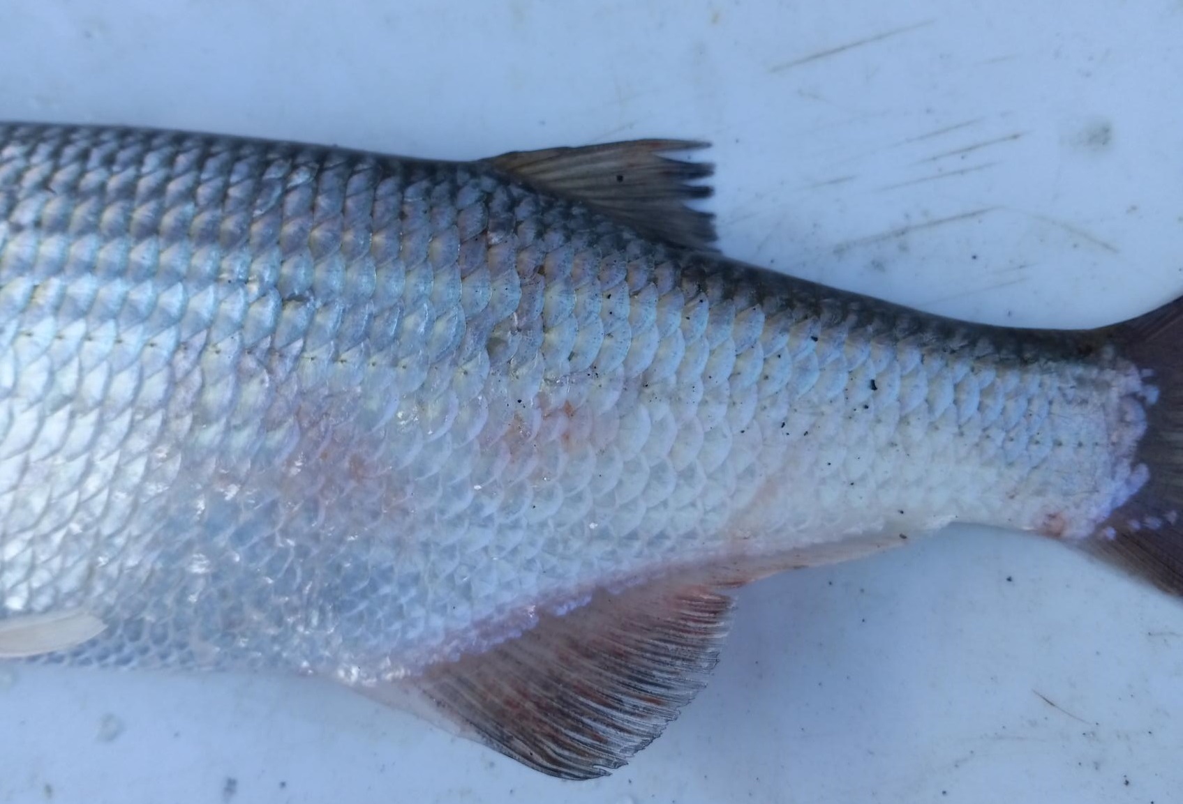 Hiodon Lesueur, 1818