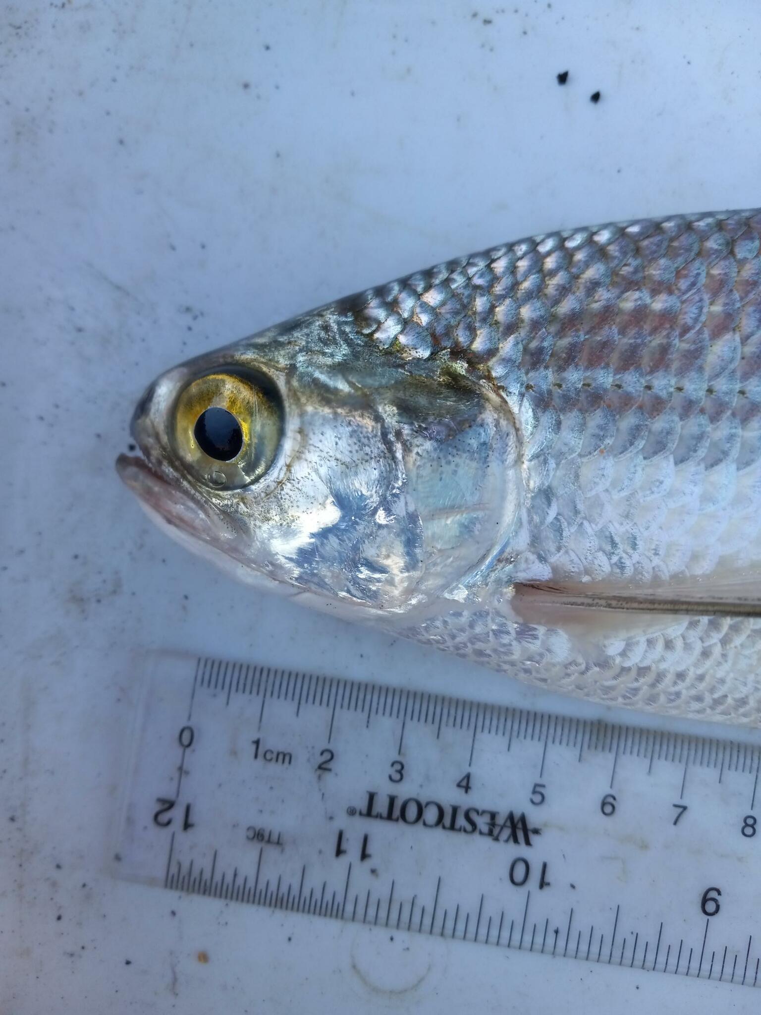 Hiodon Lesueur, 1818