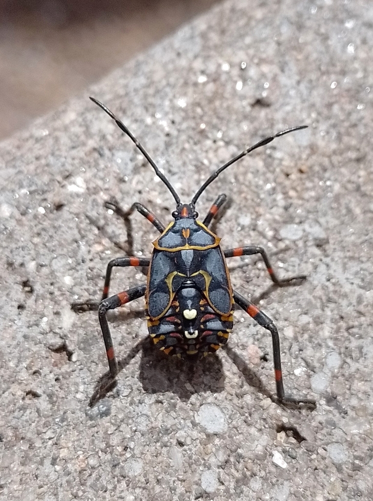 Pachylis argentinus from C4224, X5022 Córdoba, Argentina on September ...