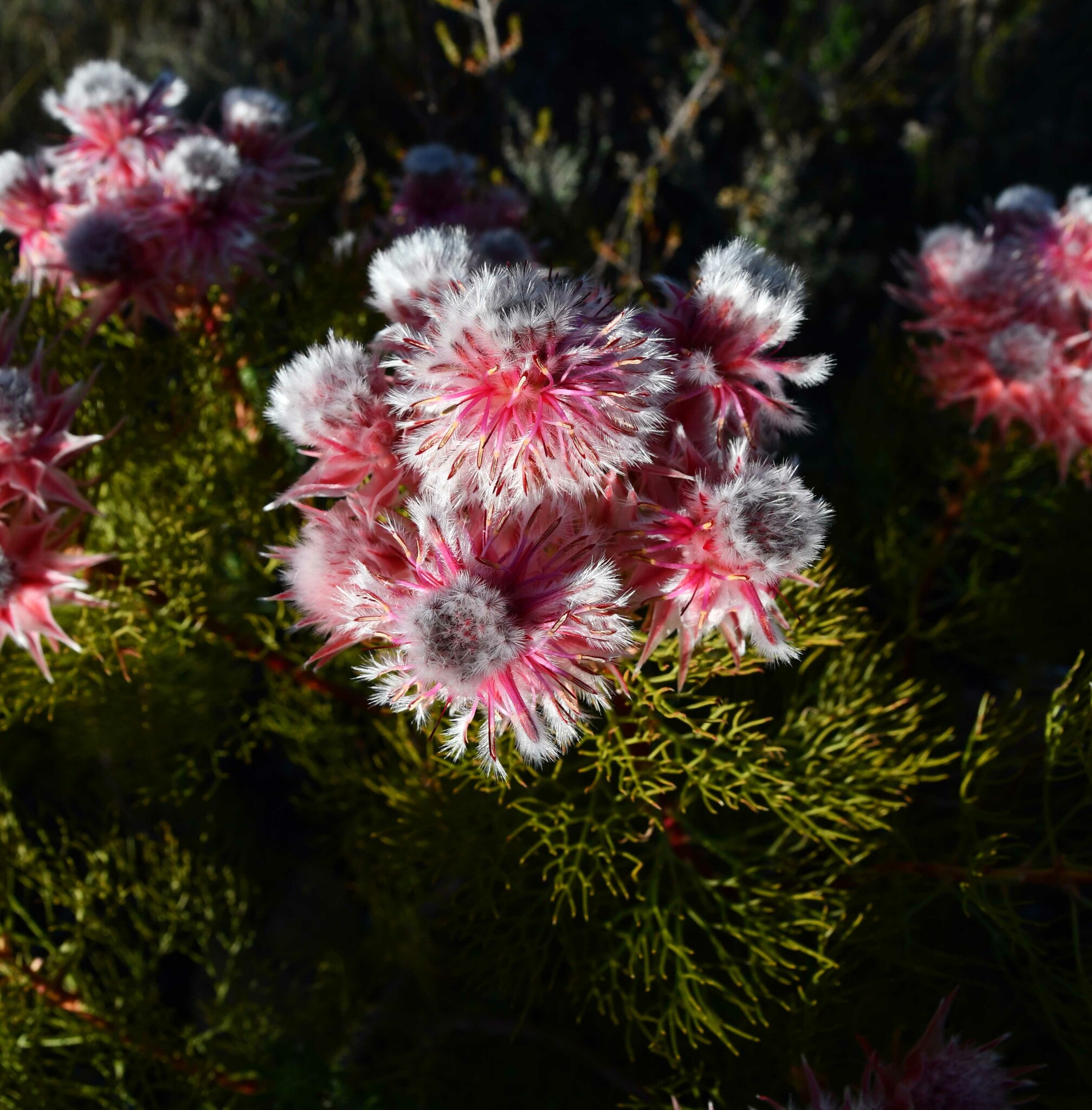 Serruria rosea Phillips