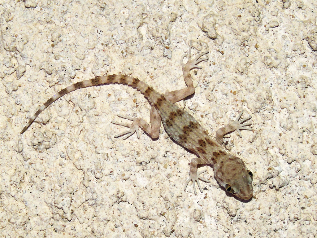 Caspian Bent-toed Gecko from Kutaisi, Georgia on September 19, 2022 at ...